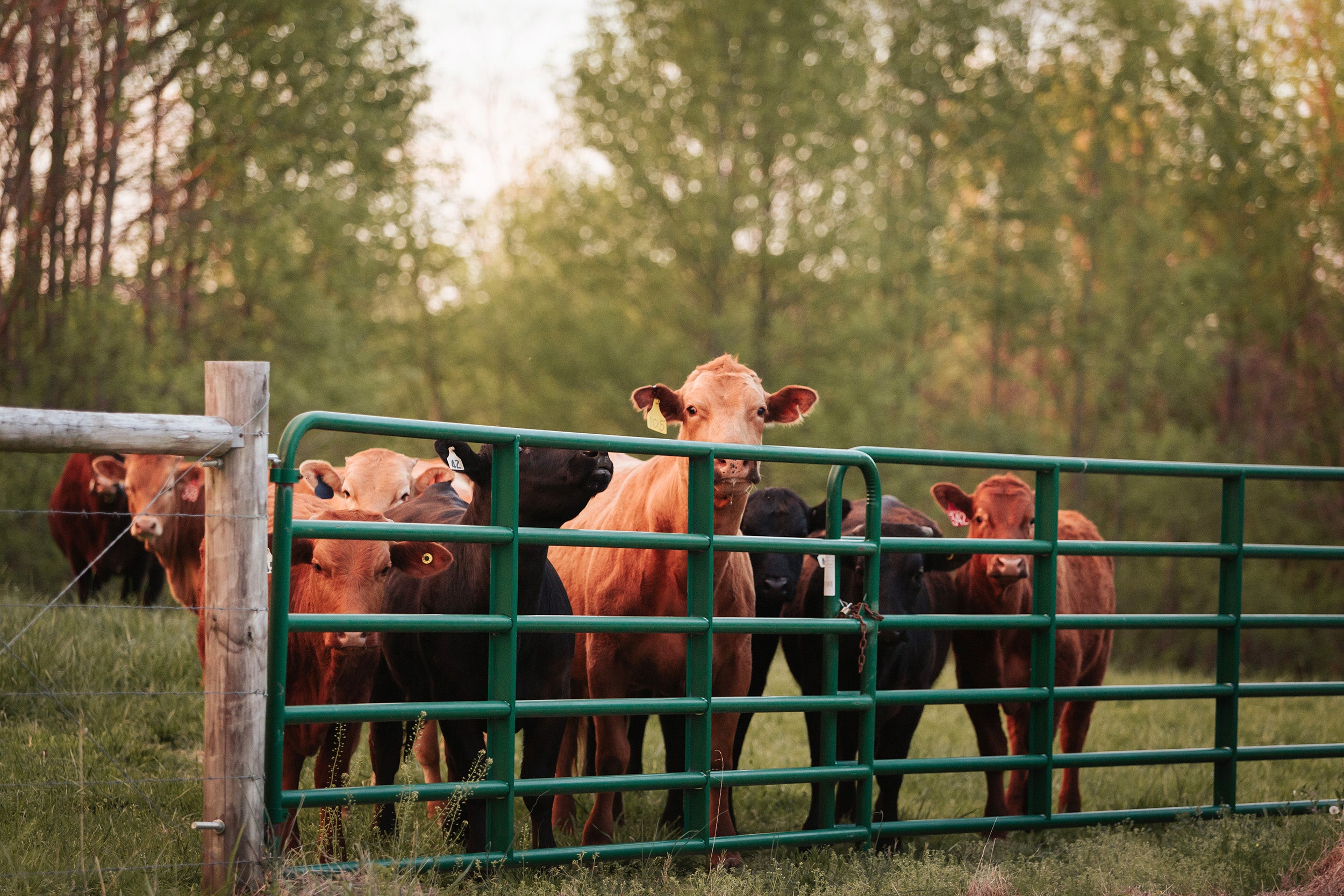 ABOUT – KHK Farms