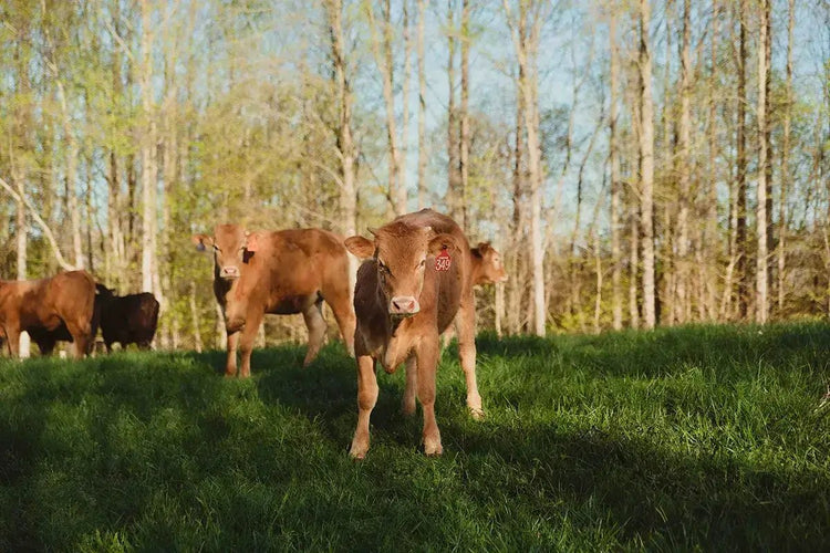 KHK Farms – KHK Farms, LLC