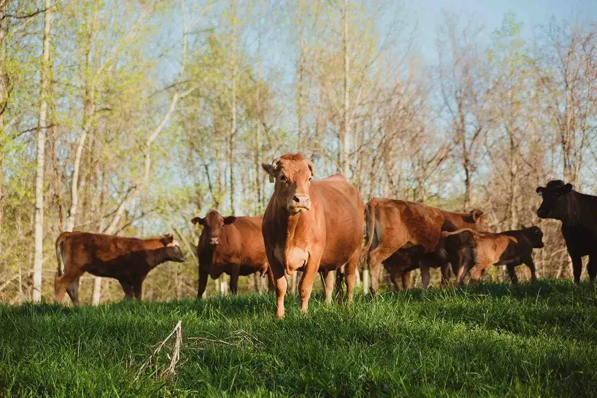 ABOUT – KHK Farms